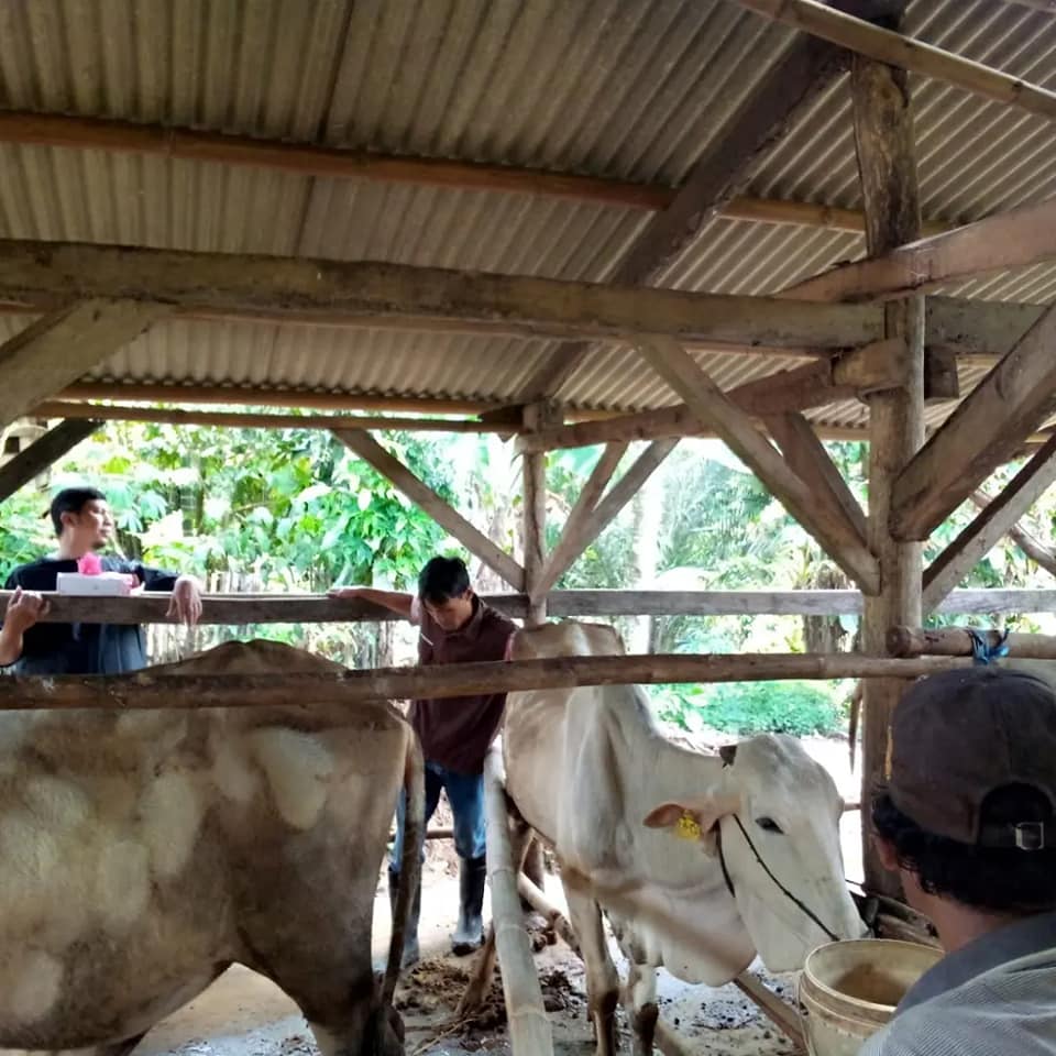 PELAYANAN REPRODUKSI ( PKB, IB, SINKRONISASI ESTRUS ) TERNAK SAPI DI ...