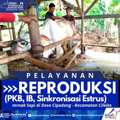 PELAYANAN REPRODUKSI ( PKB, IB, SINKRONISASI ESTRUS ) TERNAK SAPI DI ...