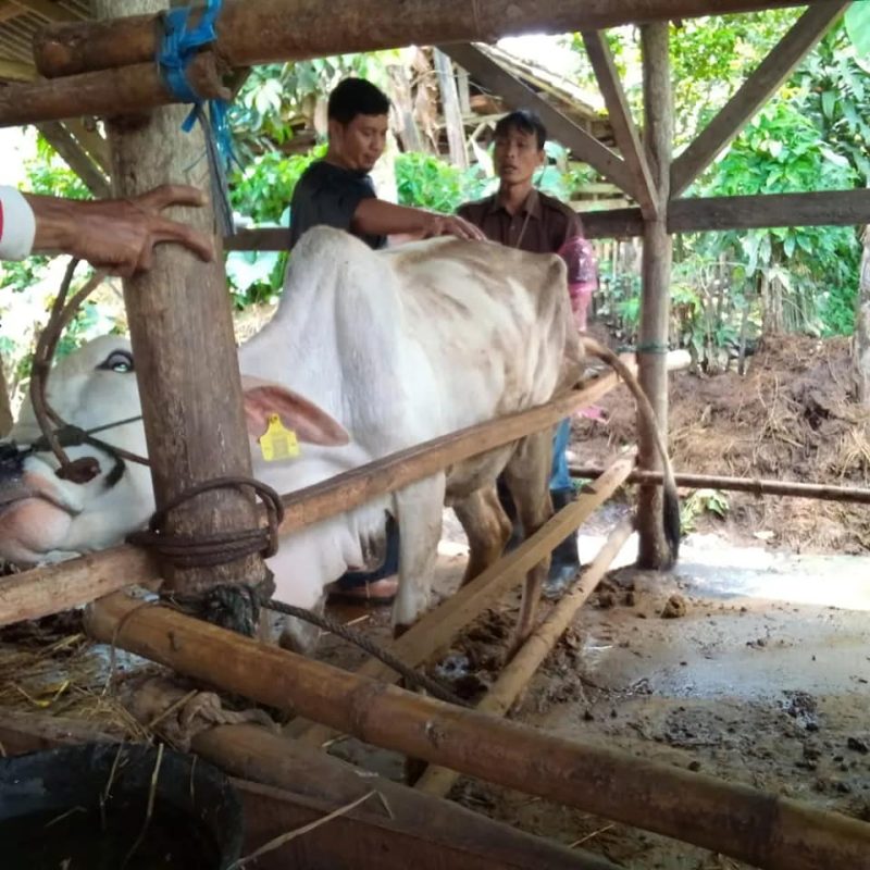 PELAYANAN REPRODUKSI ( PKB, IB, SINKRONISASI ESTRUS ) TERNAK SAPI DI ...