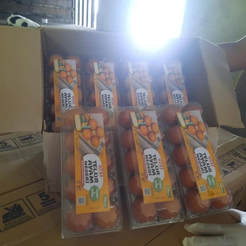 PEMERIKSAAN TELUR AYAM RAS BANTUAN PENANGANAN STUNTING DI FARM LAYER ...