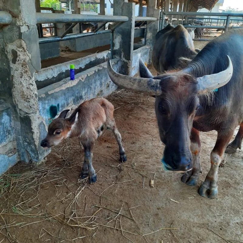 KELAHIRAN KERBAU UPTD PEMBIBITAN TERNAK RUMINANSIA & HIJAUAN PAKAN ...