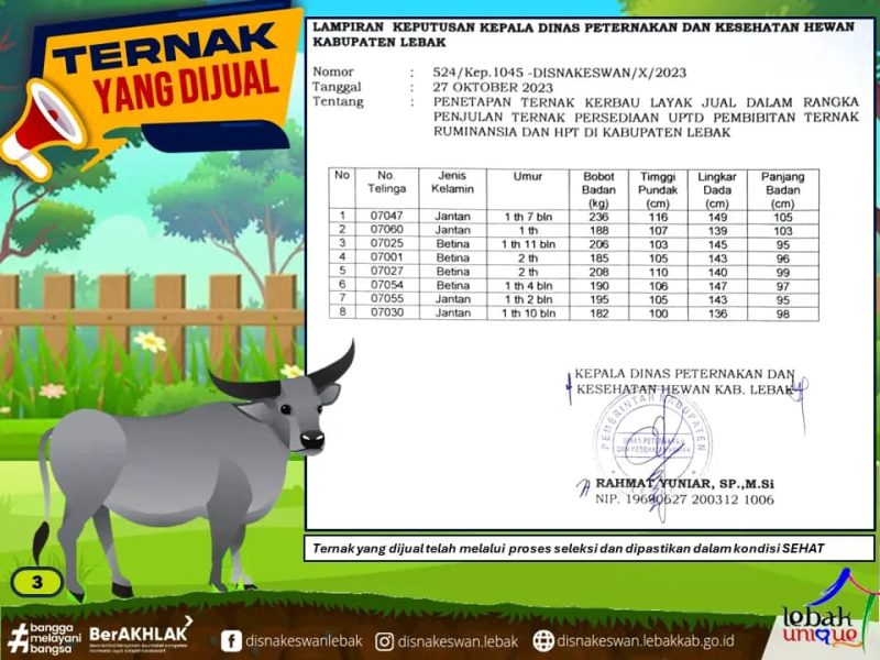 INFORMASI PENJUALAN BIBIT TERNAK KERBAU UPTD PEMBIBITAN TERNAK RUMINANSIA HIJAUAN PAKAN TERNAK ...