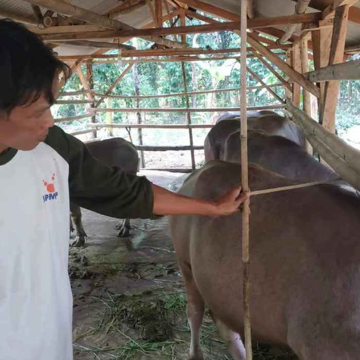 PENGUKURAN PENILAIAN TERNAK RUMINANSIA DALAM RANGKA PENERBITAN SURAT ...