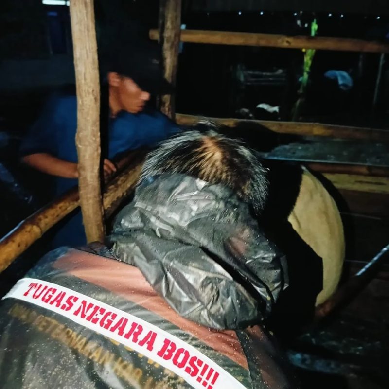 INSEMINASI BUATAN ( IB ) PADA TERNAK SAPI KECAMATAN BANJARSARI & GUNUNG ...