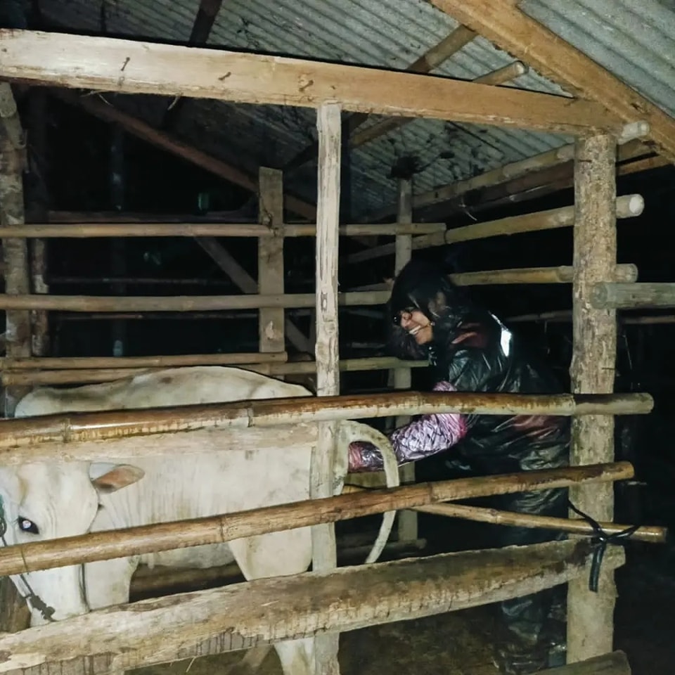 INSEMINASI BUATAN ( IB ) PADA TERNAK SAPI KECAMATAN BANJARSARI & GUNUNG ...