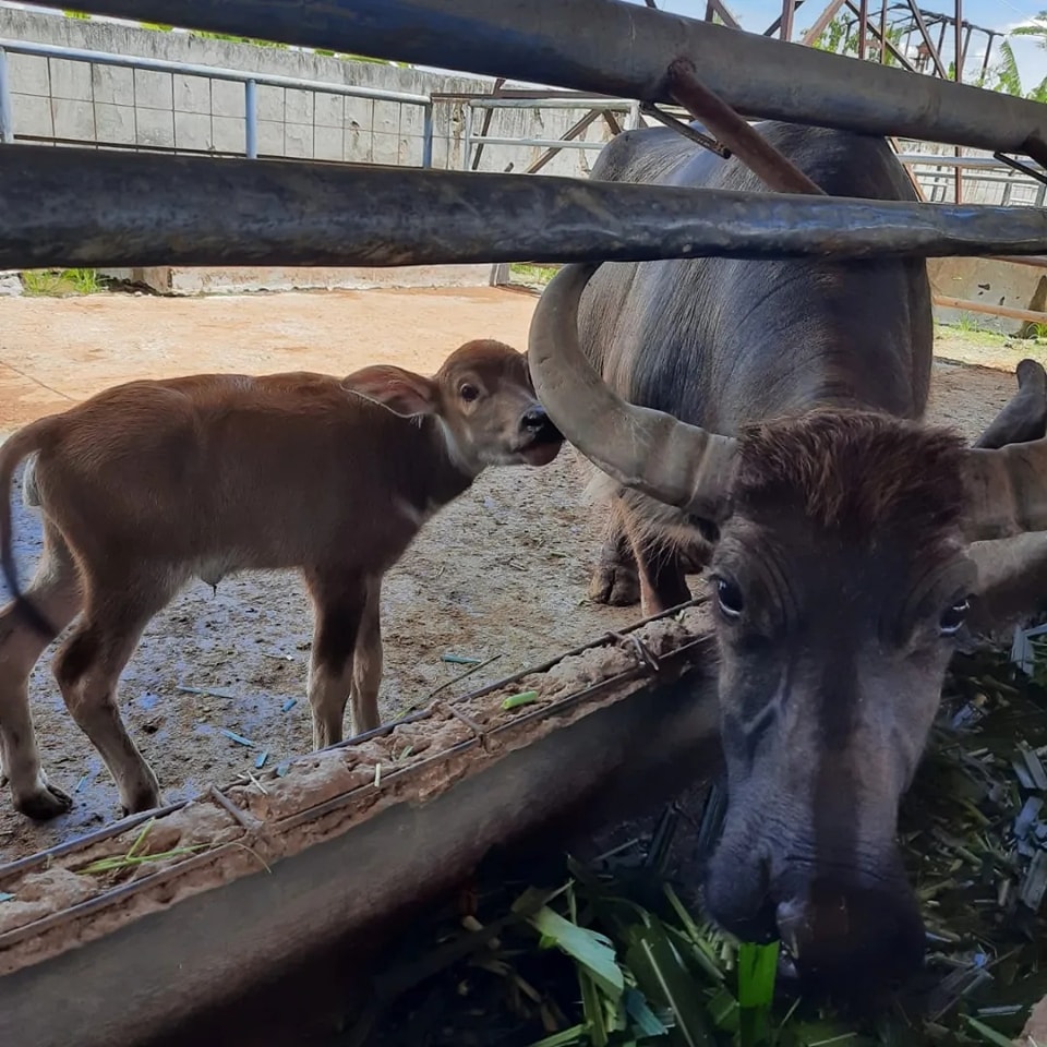 KELAHIRAN KERBAU UPTD PEMBIBITAN TERNAK RUMINANSIA & HIJAUAN PAKAN ...