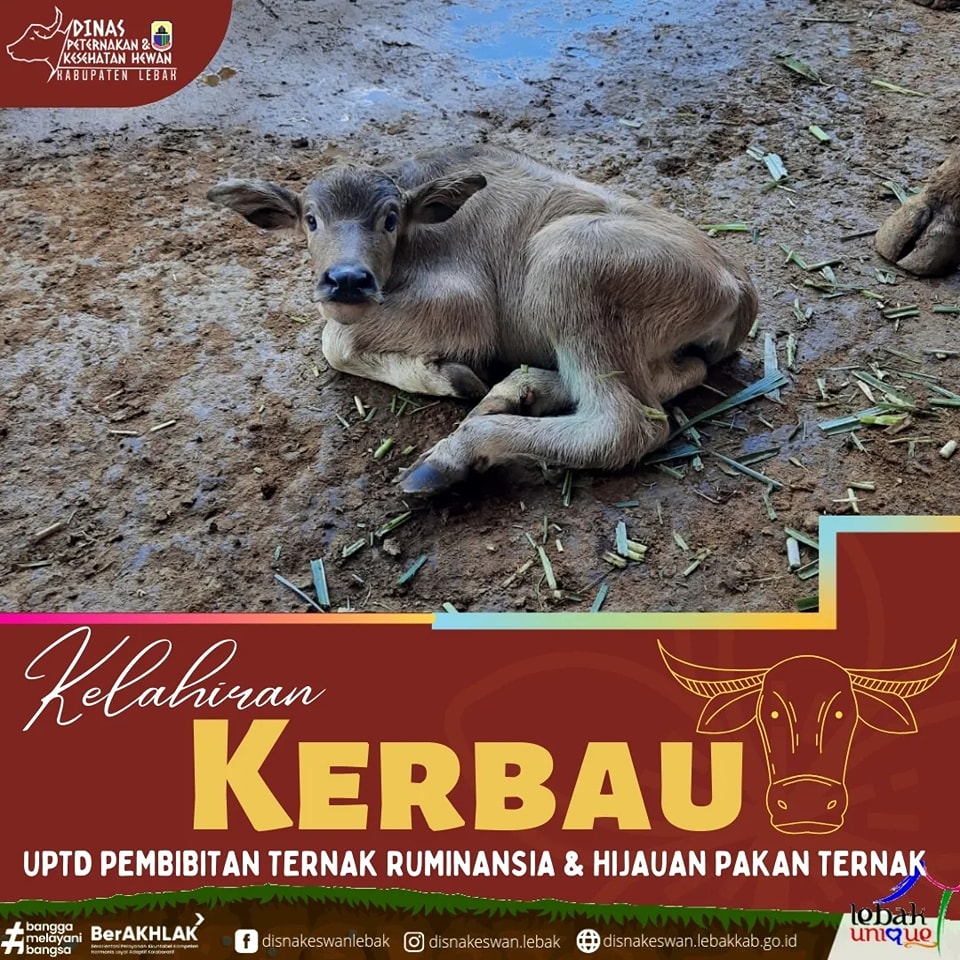KELAHIRAN KERBAU UPTD PEMBIBITAN TERNAK RUMINANSIA & HIJAUAN PAKAN TERNAK – Dinas Peternakan dan ...