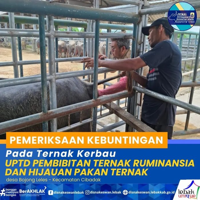 PEMERIKSAAN KEBUNTINGAN PADA TERNAK KERBAU UPTD PEMBIBITAN TERNAK ...