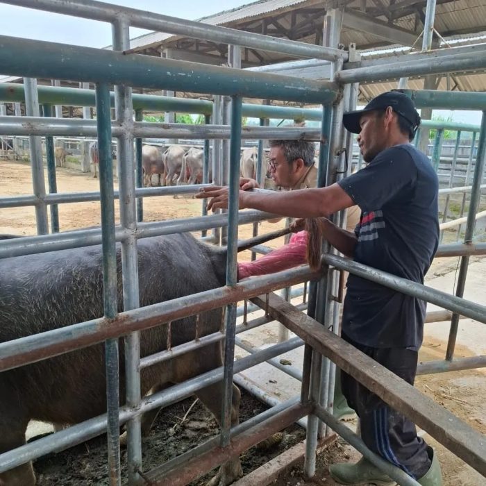 PEMERIKSAAN KEBUNTINGAN PADA TERNAK KERBAU UPTD PEMBIBITAN TERNAK ...