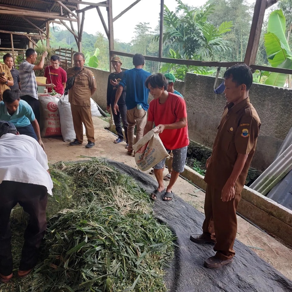 BIMBINGAN TEKNIS PENGOLAHAN PAKAN TERNAK SILASE DESA CIAKAR KECAMATAN ...