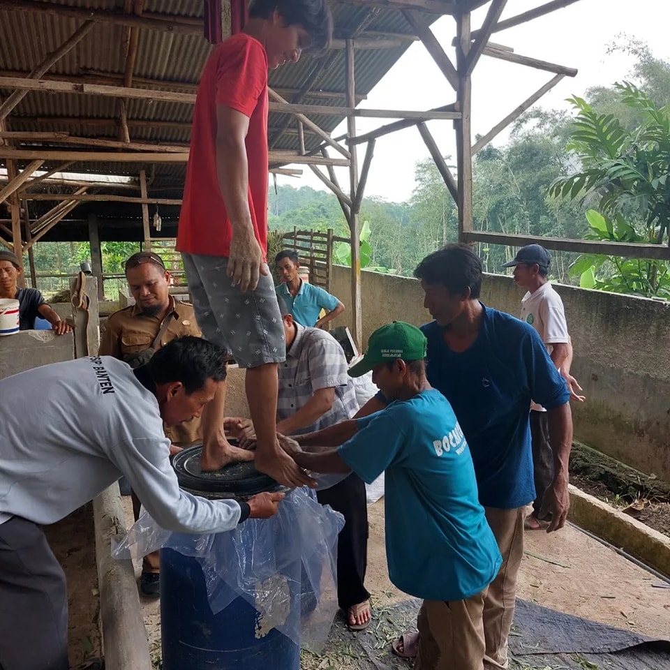 BIMBINGAN TEKNIS PENGOLAHAN PAKAN TERNAK SILASE DESA CIAKAR KECAMATAN ...
