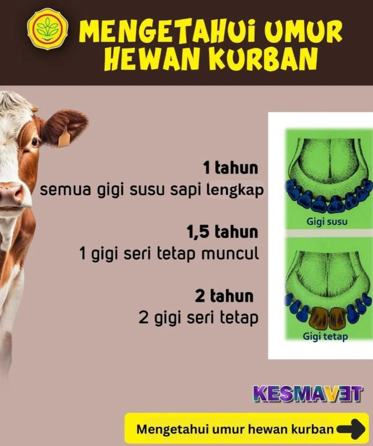 PENILAIAN BODY CONDITION SCORING (BCS) DAN PERAN NUTRISI DALAM ...