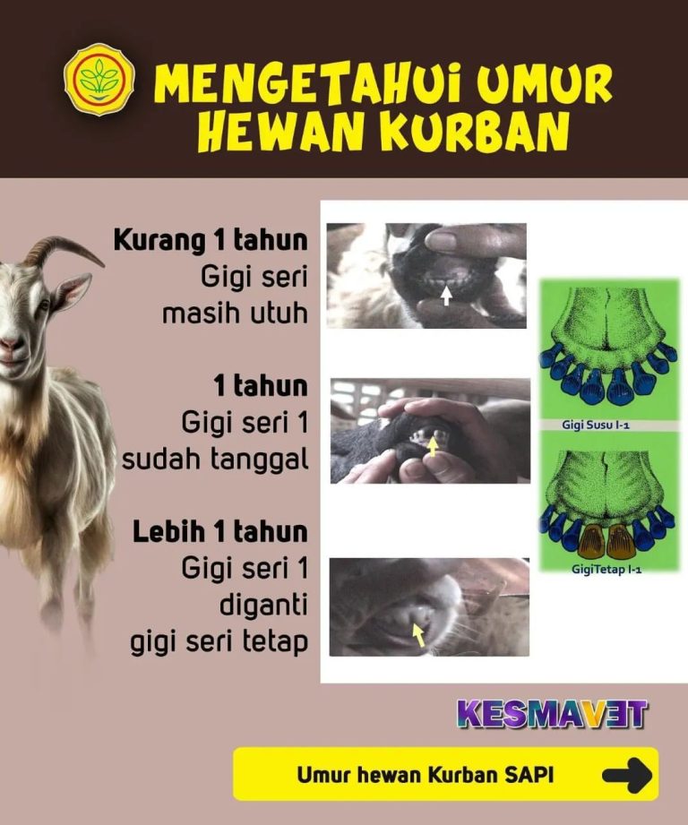 PENILAIAN BODY CONDITION SCORING (BCS) DAN PERAN NUTRISI DALAM ...