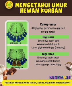 PENILAIAN BODY CONDITION SCORING (BCS) DAN PERAN NUTRISI DALAM ...